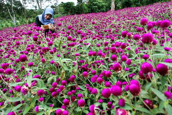 Ayo Wisata Bunga ke Rejang Lebong