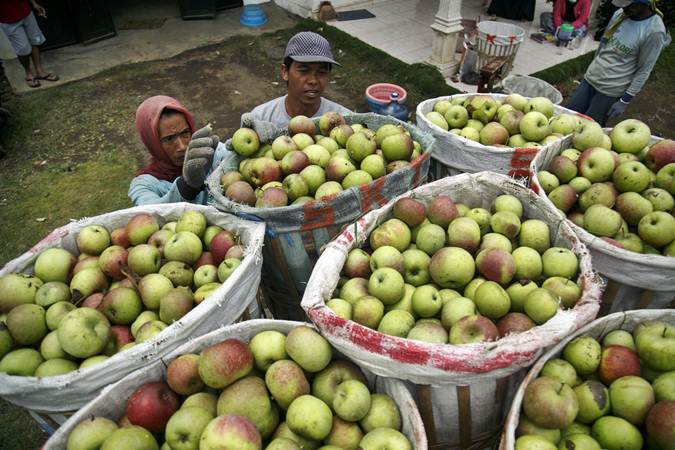 Panen Apel Khas Malang