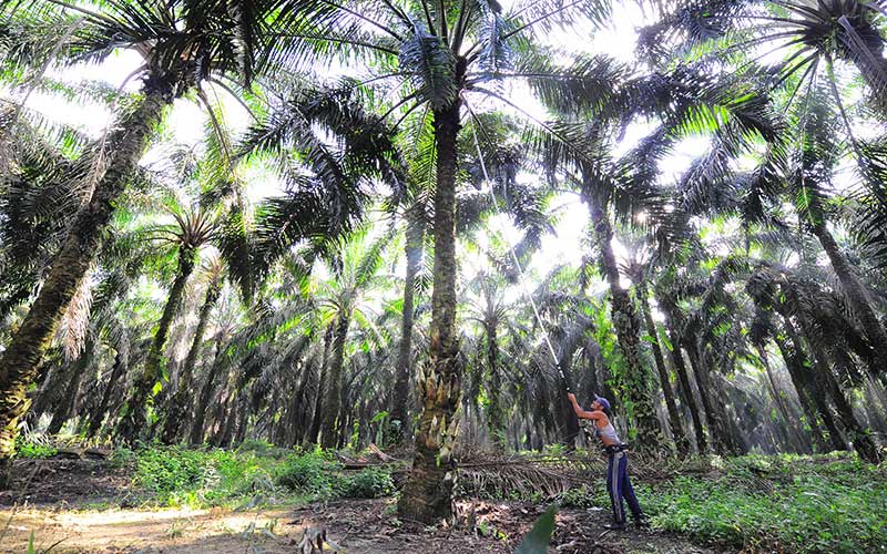 Nilai Ekspor Sawit Tidak Terpengaruh Pandemi Covid-19