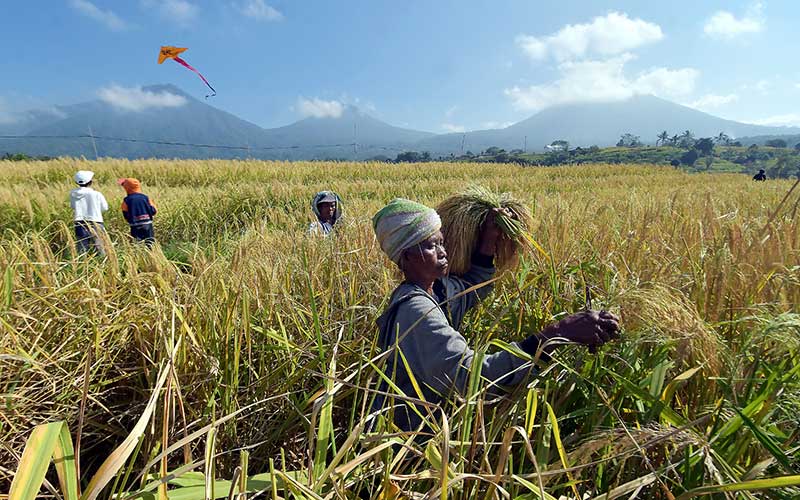 Tradisi Panen Padi Merah di Bali