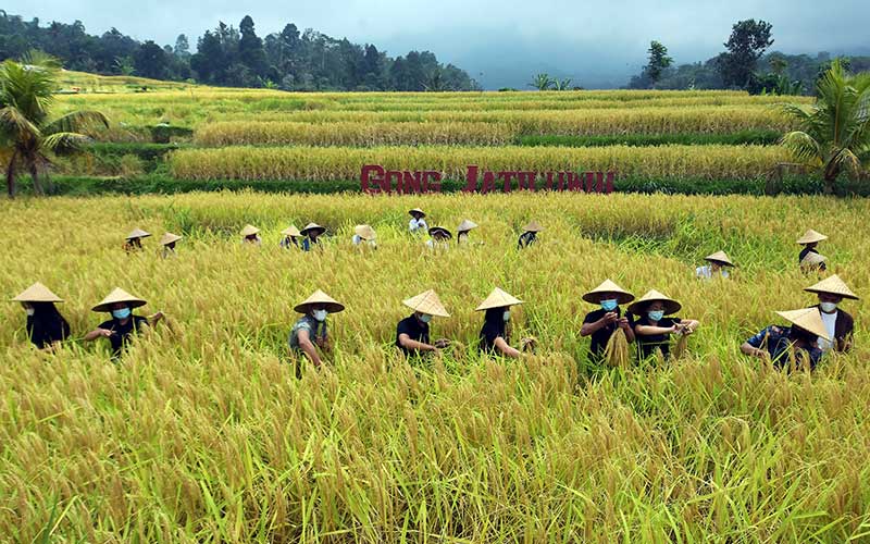 Tradisi Panen Padi Merah di Bali