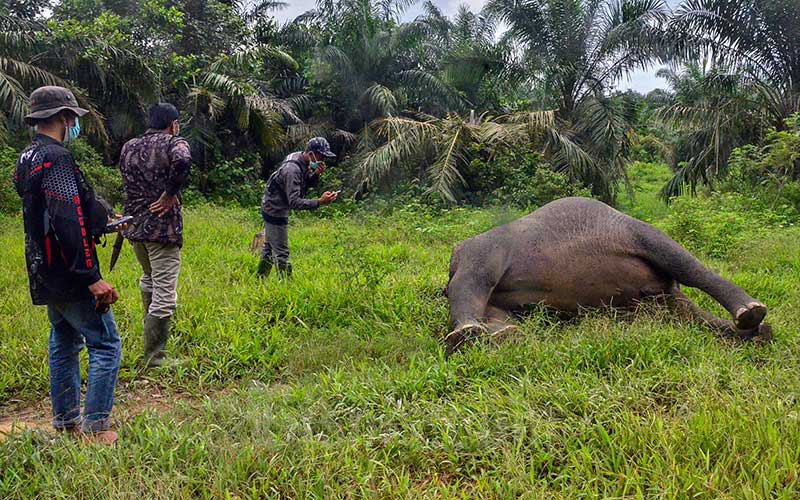Gajah Sumatra Berusia 12 Tahun Ditemukan Mati Tanpa Kepala di Perkebunan Sawit di Aceh