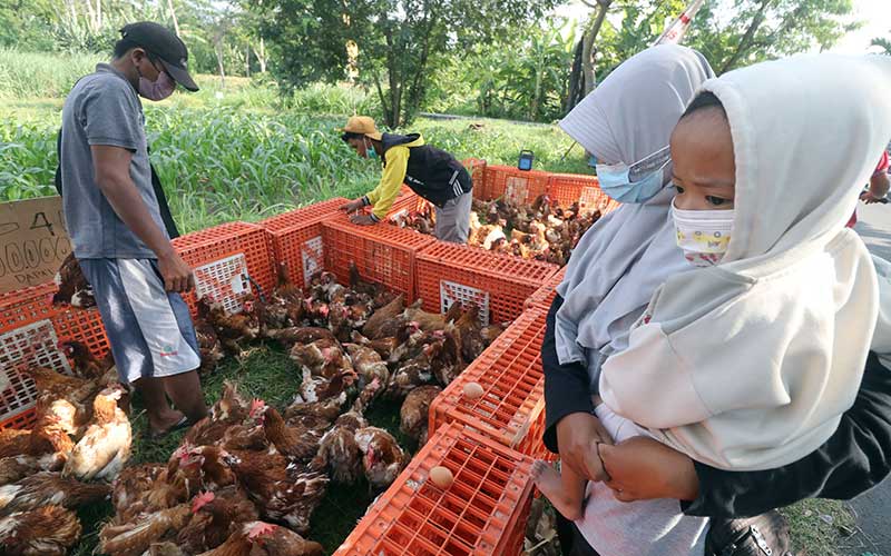Harga Telur Anjlok, Peternak Ayam di Jawa Timur Obral Ayam Layer Produktif
