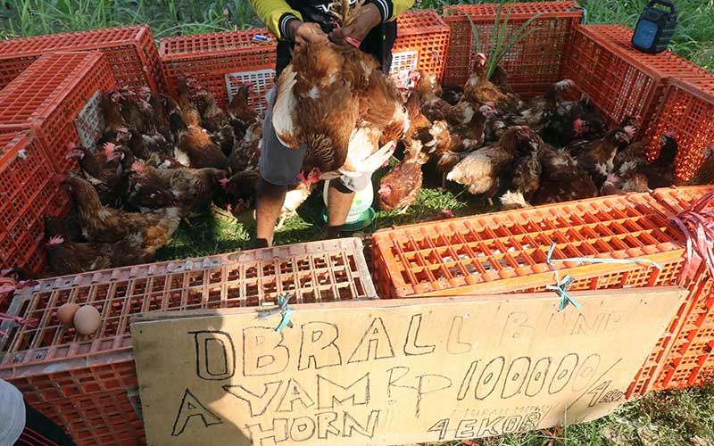 Harga Telur Anjlok, Peternak Ayam di Jawa Timur Obral Ayam Layer Produktif