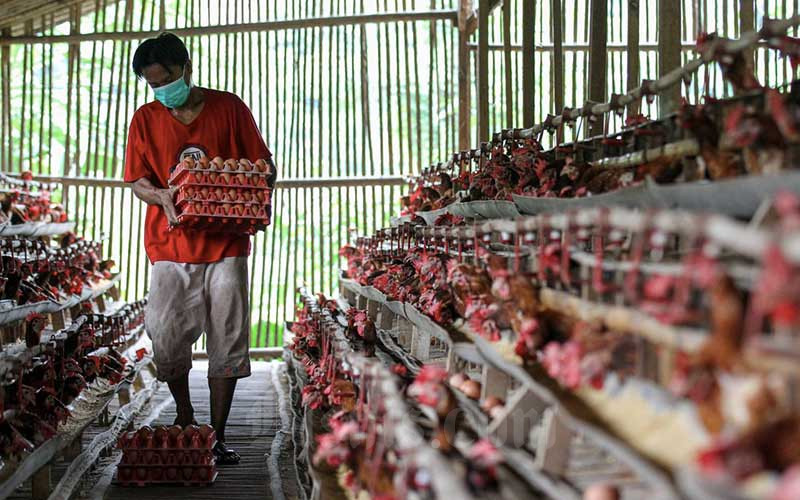 Biaya Produksi Telur Ayam Meningkat, Kemendag Akan Lakukan Penyesuaian Harga Telur