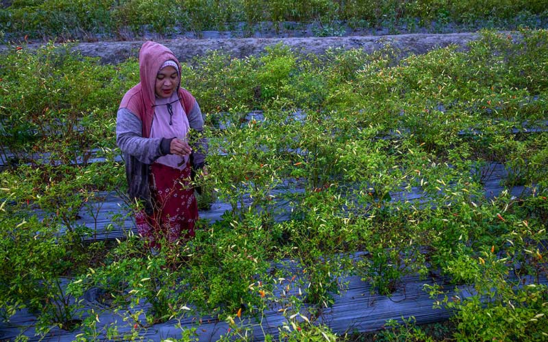 Jelang Natal dan Tahun Baru 2022, Harga Cabai Rawit Merangkak Naik