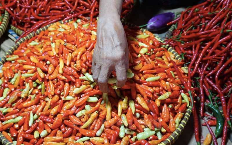Jelang Natal dan Tahun Baru 2022, Harga Cabai Rawit Naik Dua Kali Lipat