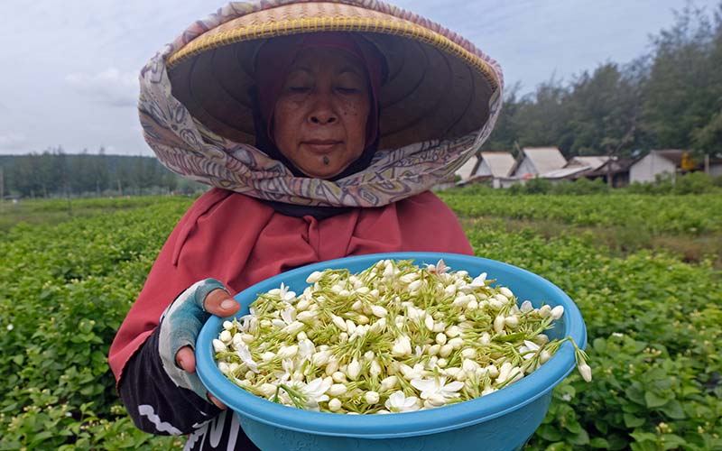 Petani di Batang Jawa Tengah Budidayakan Melati Untuk Campuran Teh dan ...