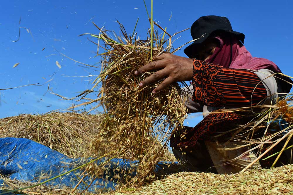 Harga Jual Gabah Kering di Tingkat Petani Alami Penurunan