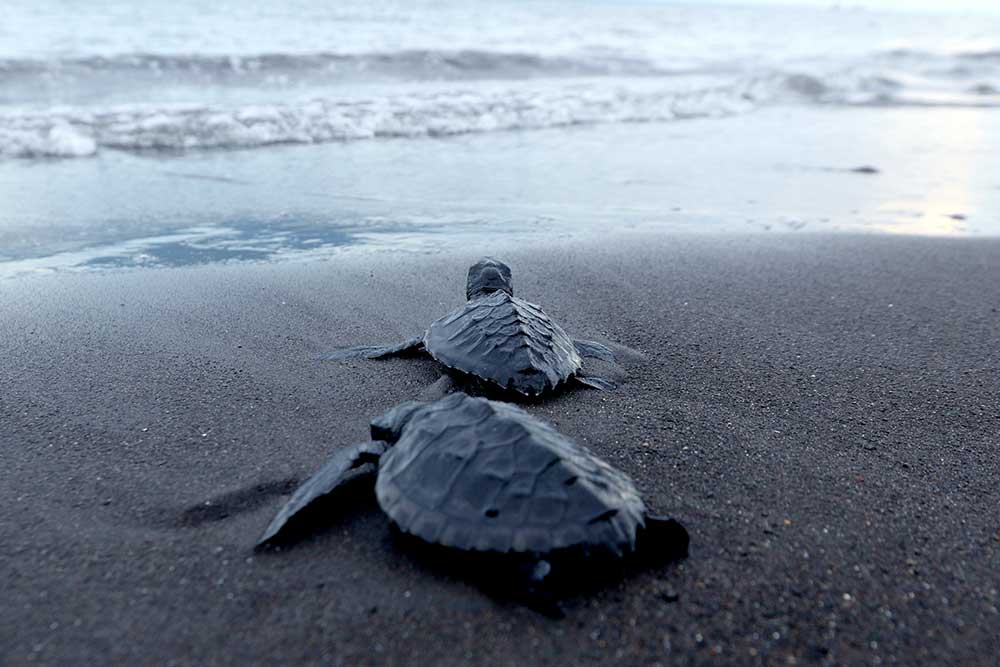 Pelepasliaran Tukik di Pantai Banyuwangi