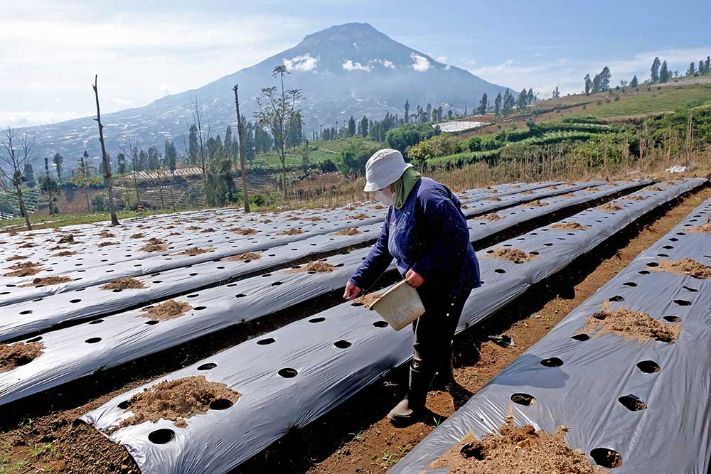 DKPPP Temanggung Targetkan Pengembangan Food Estate Mencapai 1.000 ...