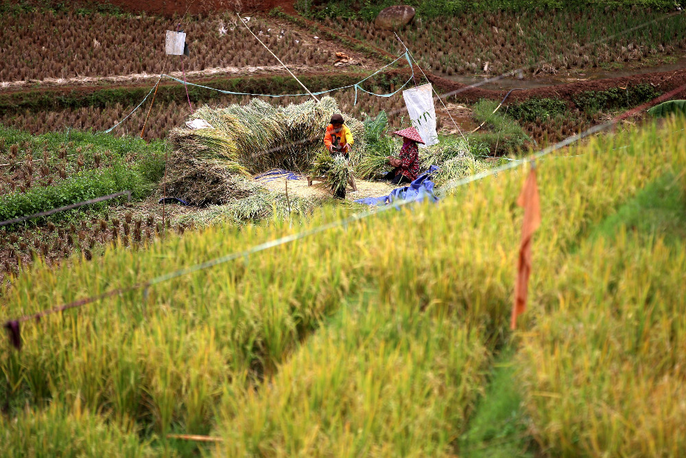 BPS Mencatat Produksi Gabah Kering Giling Sepanjang 2022 Mencapai 54,75 ...