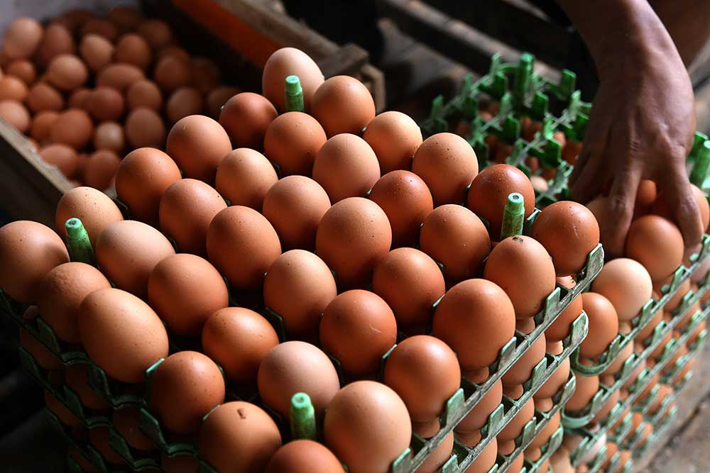 Jelang Ramadan, Harga Telur Ayam Mulai Meragkak Naik Jelang Ramadan, Harga Telur Ayam Mulai Meragkak Naik