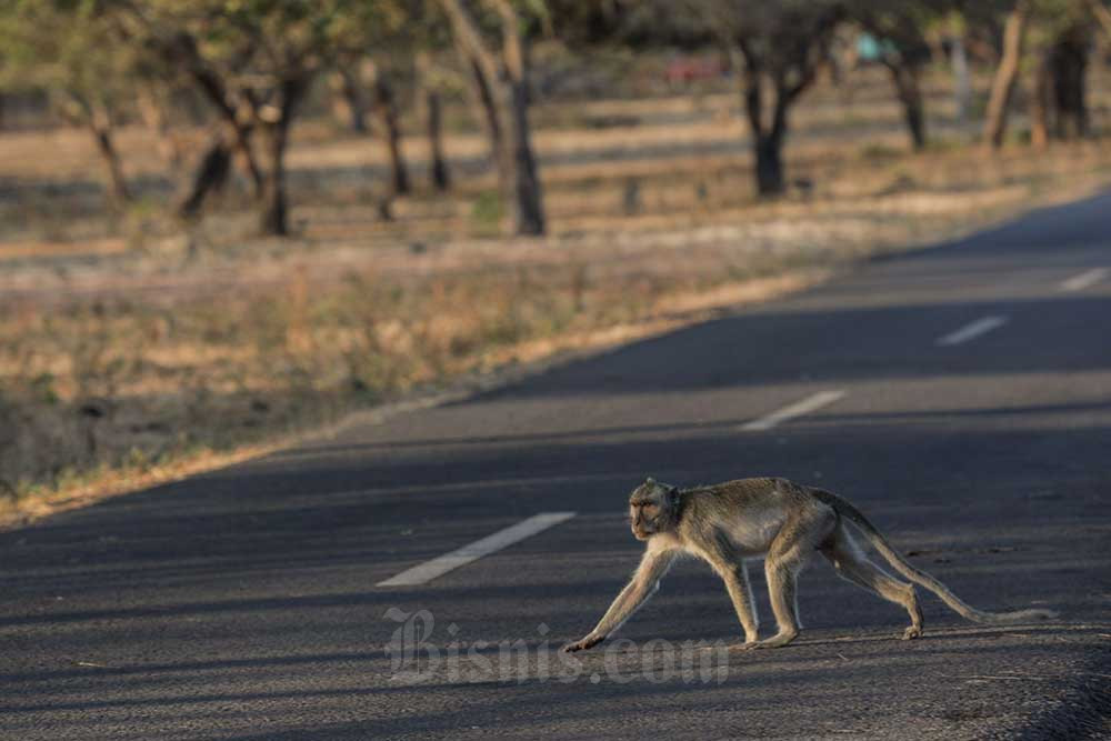 Keindahan Taman Nasional Baluran, Afrikanya Indonesia