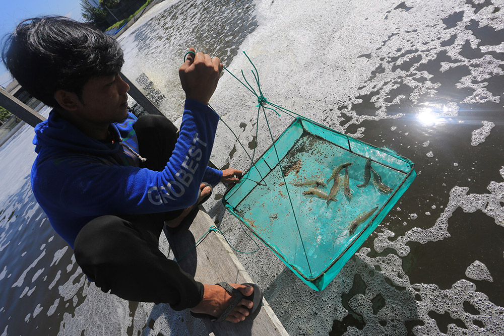 Produk Udang Indonesia Tetap Bisa Diekspor ke Amerika Serikat