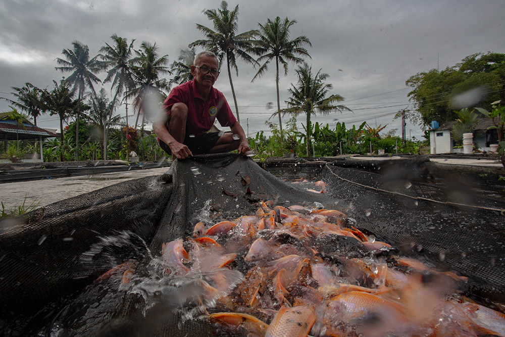 Produksi perikanan budidaya di wilayah tersebut sepanjang 2025 mencapai ...