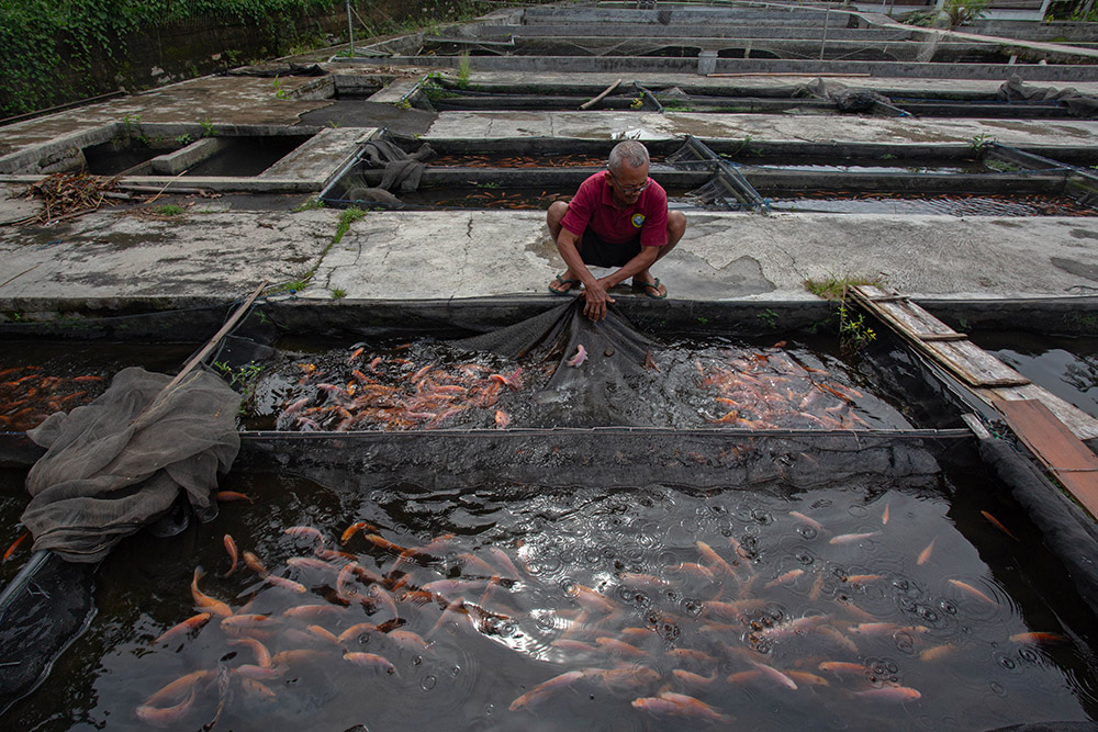 Produksi perikanan budidaya di wilayah tersebut sepanjang 2025 mencapai ...