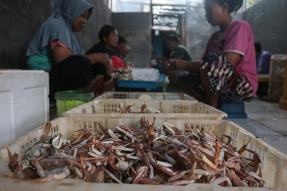 Realisasi Penerbitan Sertifikat Izin Ekspor Rajungan ke AS