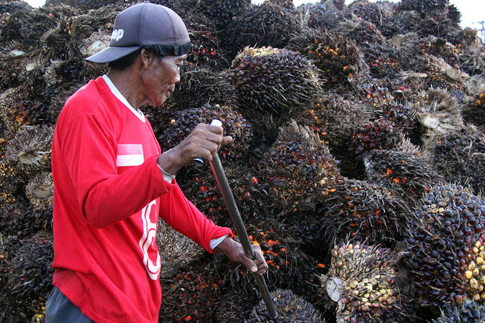 Harga TBS Sawit Riau Naik Jadi Rp3.900 per Kilogram