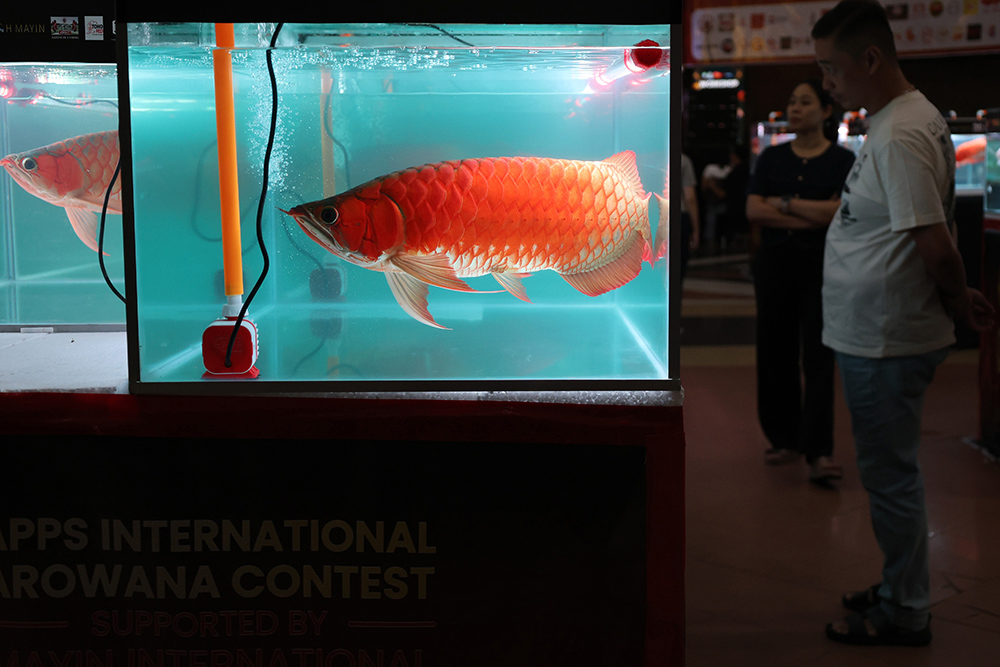 190 Arwana Super Red dari 10 Negara Ramaikan Kontes di Pontianak