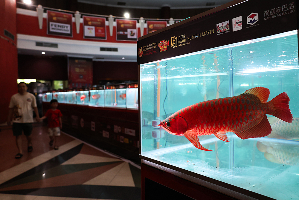 190 Arwana Super Red dari 10 Negara Ramaikan Kontes di Pontianak
