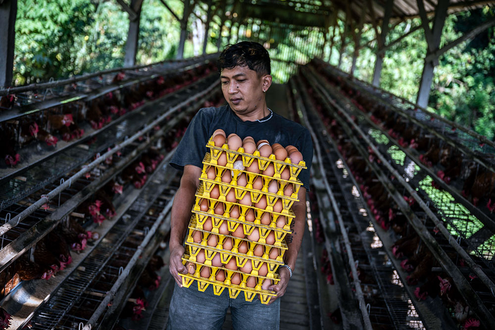 Pemerintah Perkuat Serapan dan Stabilisasi Pakan untuk Jaga Harga Telur ...