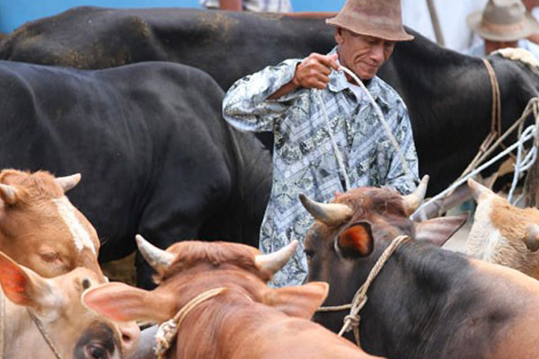 IDUL ADHA: Permintaan Sapi di Pasar Beringkit Bali Melonjak 200%
