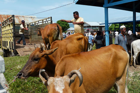DI NTT, Sapi Betina Produktif Banyak Dipotong
