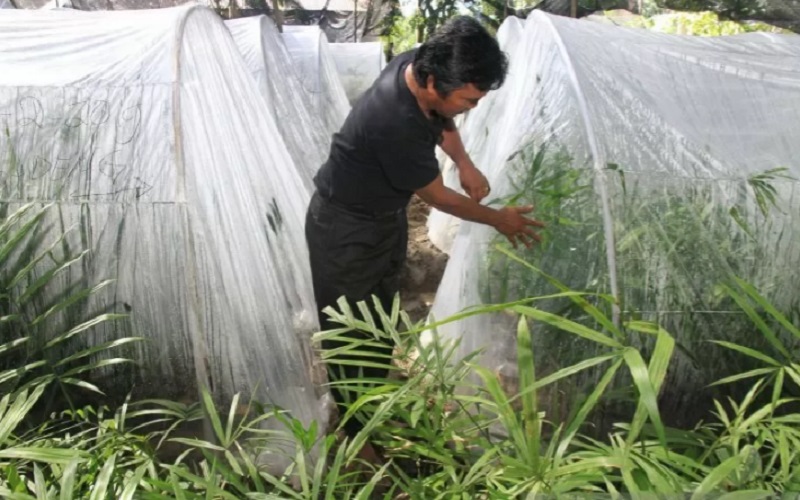 Riau Kembangkan Komoditas Jernang di Lahan Seluas 1.200 Hektare di Kuansing