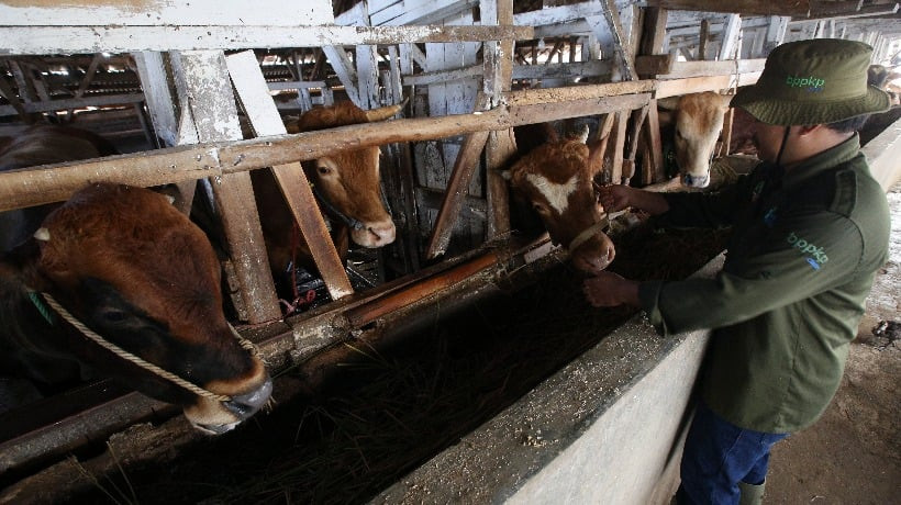 Jalan Impor Daging Sapi dan Kerbau Demi Penuhi Kebutuhan Ramadan