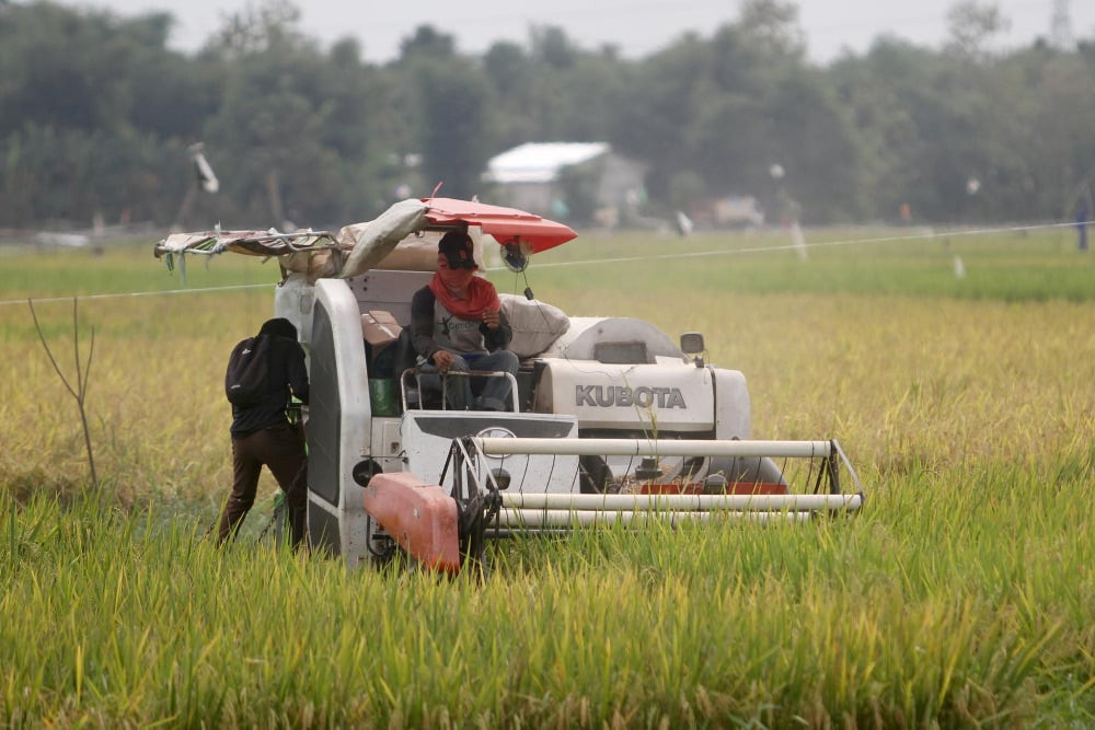 Govt Allocates Jumbo Budget to Achieve Rice Self-Sufficiency