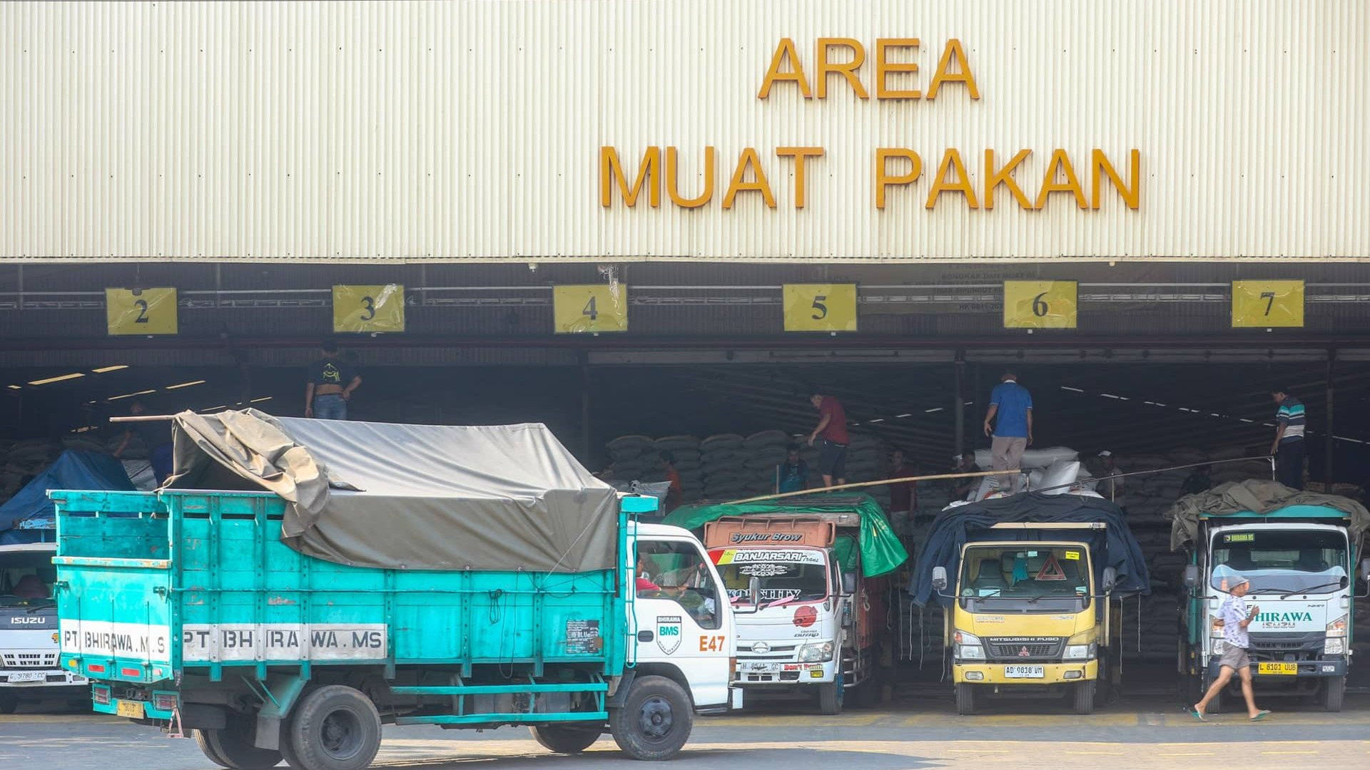 Kalkulasi Dampak Program MBG ke Margin Emiten Unggas CPIN & JPFA