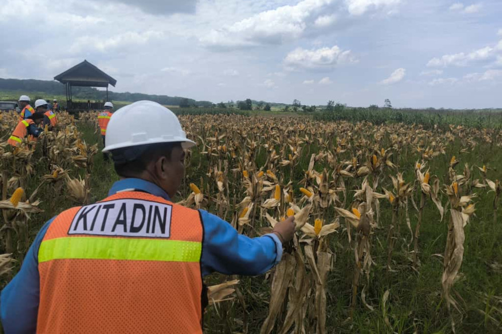 Mengintip Embalut ITMG, Lumbung Pangan di Bekas Tanah Tambang