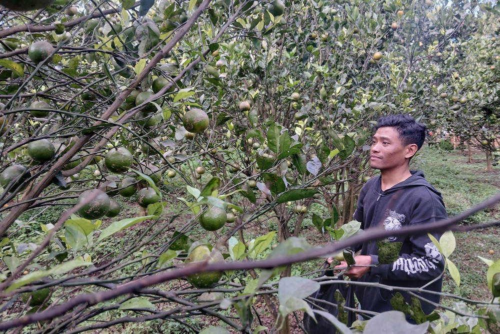 Kala Pewarta Pulang, Jeruk Garut Tumbuh Kembali di Tanahnya