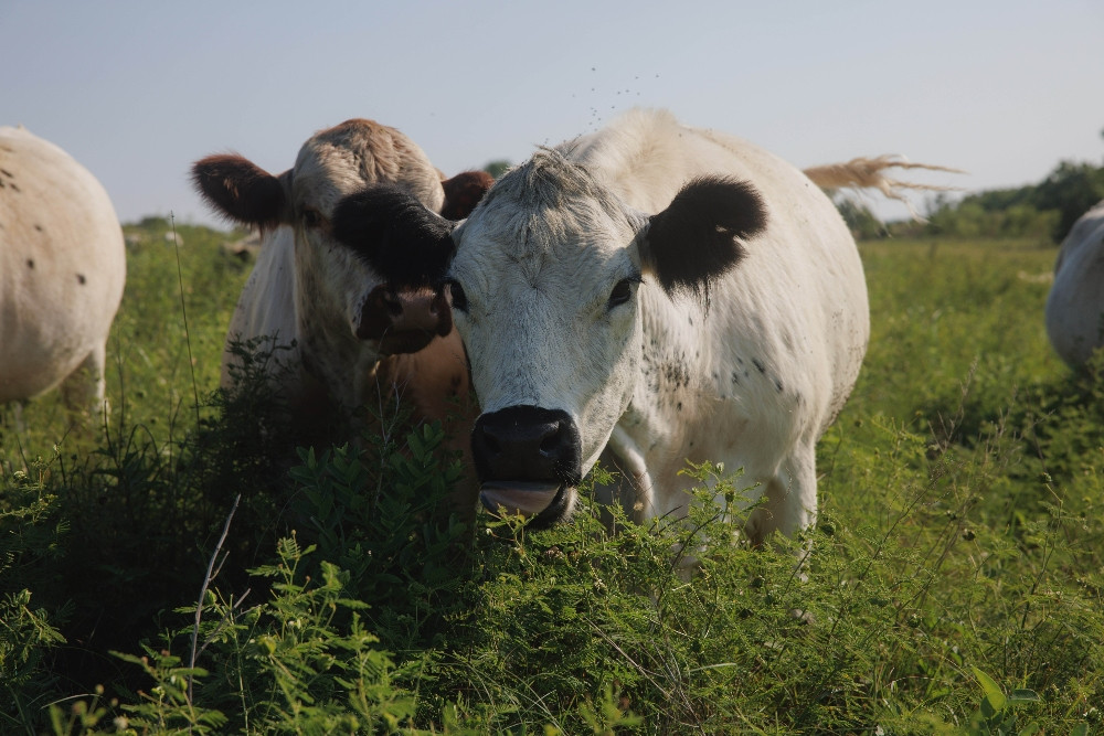 Amran Akui RI Masih Impor Sapi untuk Penuhi Kebutuhan Dalam Negeri