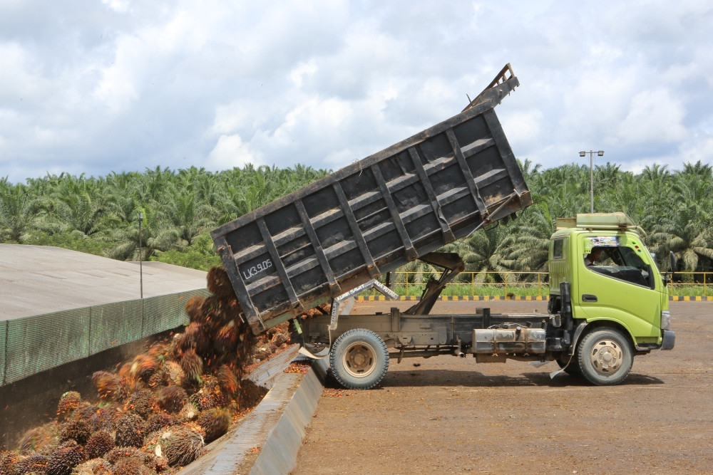 Proyeksi Manis Dividen Saham Sawit Terkerek Harga CPO Memanas