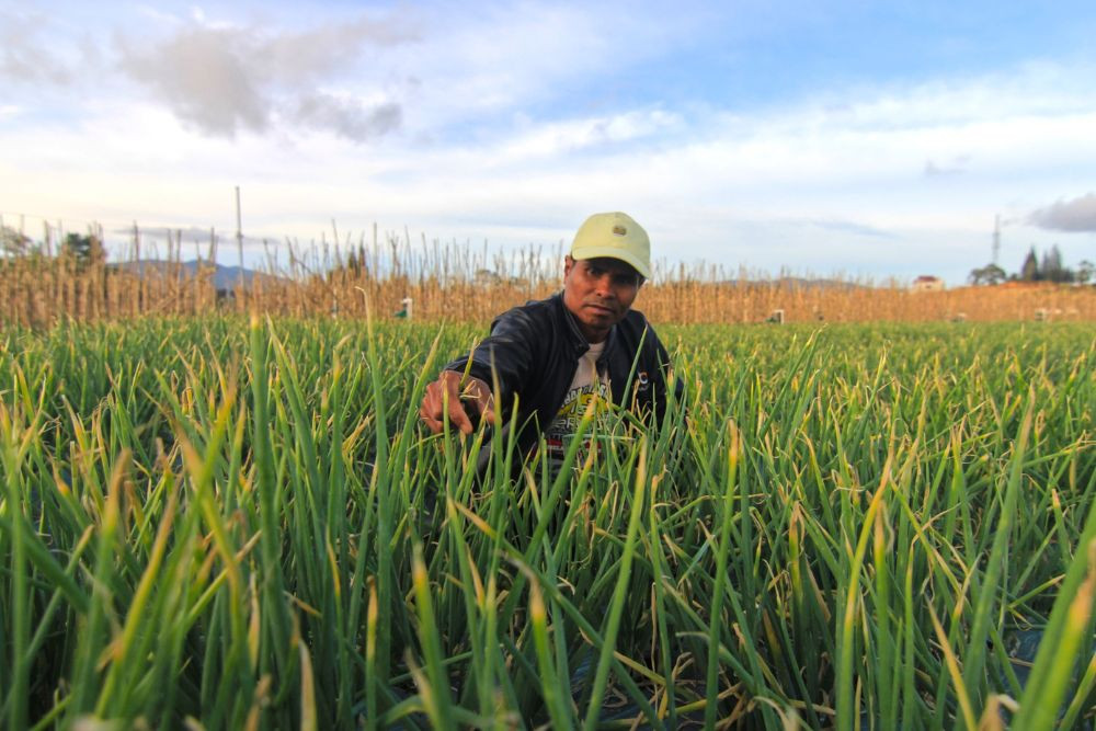 Solok Siapkan Strategi Panen Bawang Merah untuk Ramadan 2026