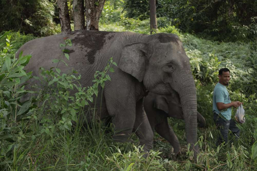 Mengenal Taman Nasional Tesso Nilo, Habitat Asli Gajah yang Sumatra ...
