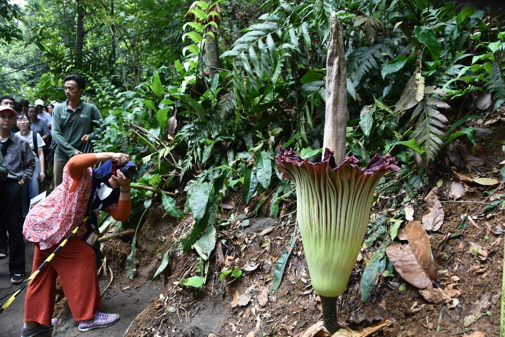 Fenomena Langka, Bunga Bangkai Raksasa Akhirnya Mekar di Kebun Raya Bogor