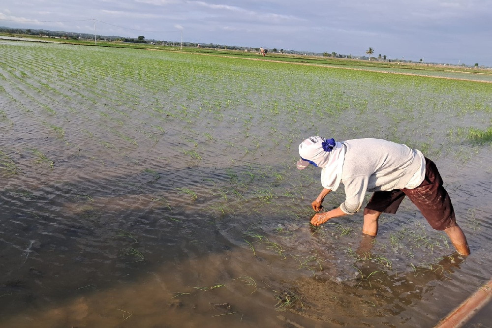 Stimulus Pemacu Produksi Petani di Lumbung Padi Sulawesi