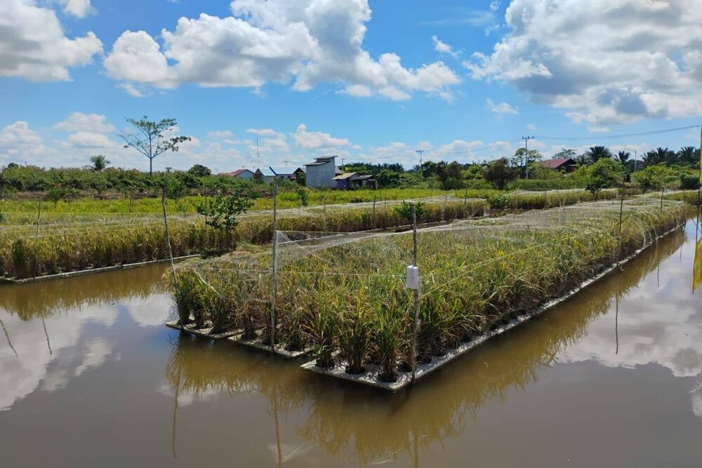 Produktivitas Padi Apung di Tapin Kalsel Hasilkan 6,5 Ton per Hektare