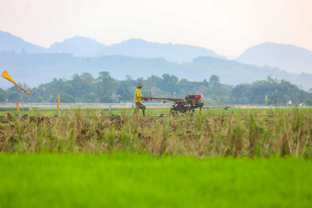 Kaltim Bidik 16.000 Hektare Sawah Baru, Lahan Tambang pun Dilirik