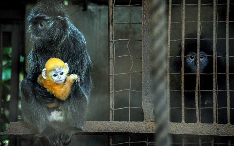 KEHADIRAN ANAK LUTUNG JAWA DI BANDUNG ZOO - Bisnis.com
