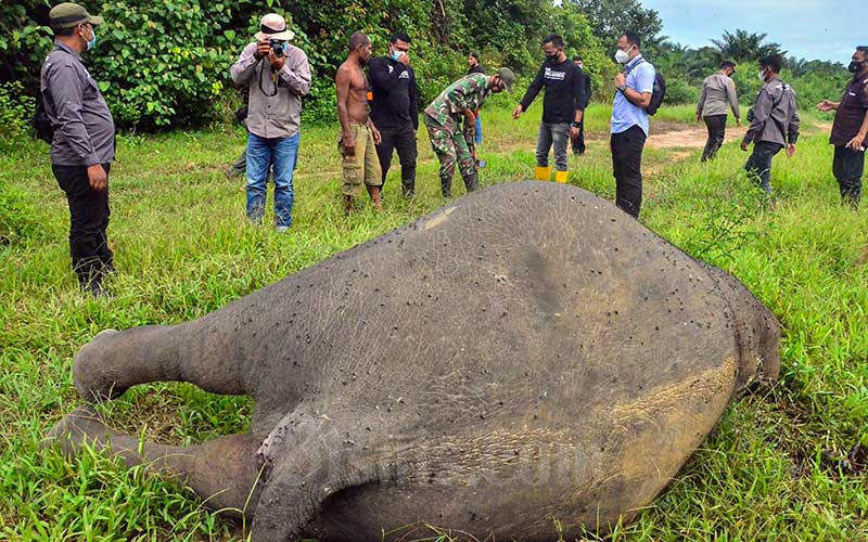 Gajah Sumatra Berusia 12 Tahun Ditemukan Mati Tanpa Kepala di Perkebunan Sawit di Aceh - Bisnis.com