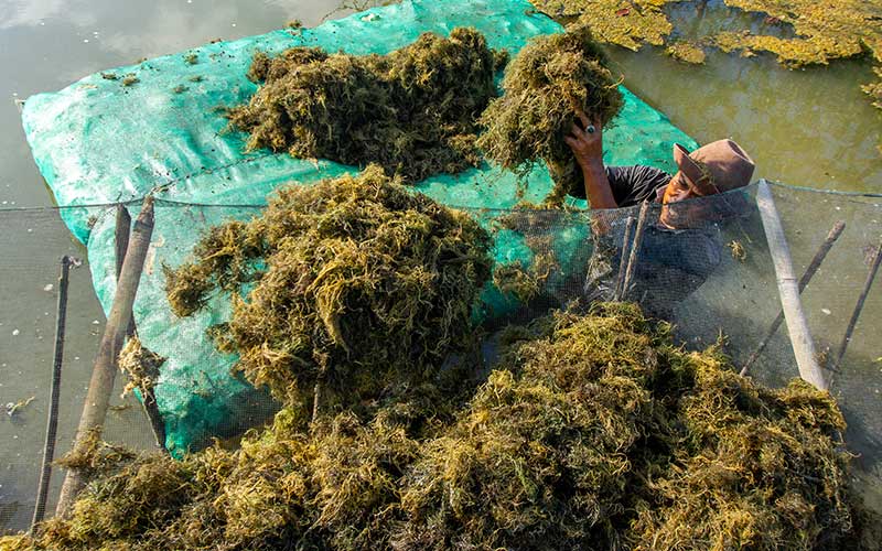 KKP Sebutkan Komoditas Rumput Laut Bisa Mengganti Kemasan Plastik ...