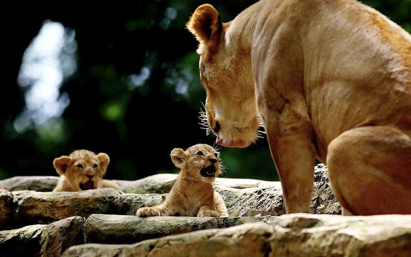 Sepasang Bayi Singa Afrika Lahir di Kebun Binatang Bandung - Bisnis.com