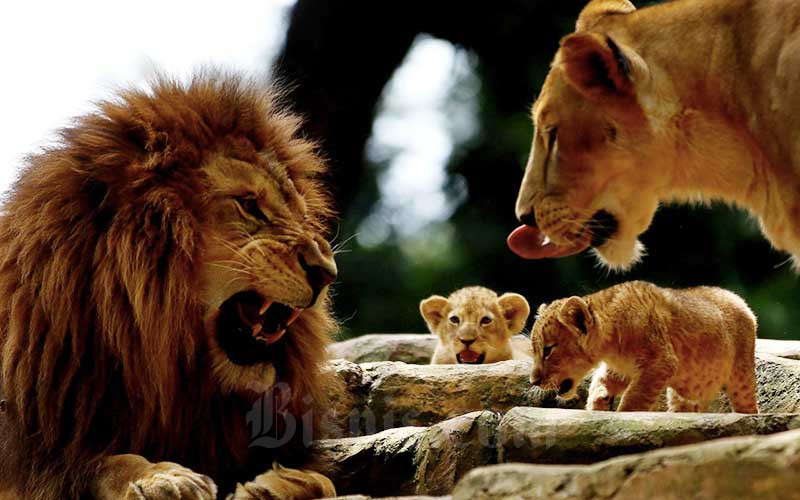 Sepasang Bayi Singa Afrika Lahir di Kebun Binatang Bandung - Bisnis.com