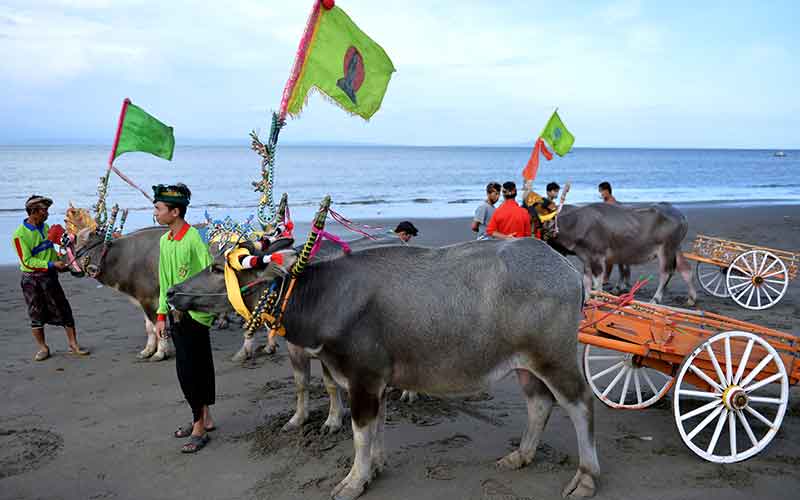 Tradisi Balap Kerbau Makepung Kembali Digelar di Bali - Bisnis.com Tradisi Balap Kerbau Makepung Kembali Digelar di Bali - Bisnis.com