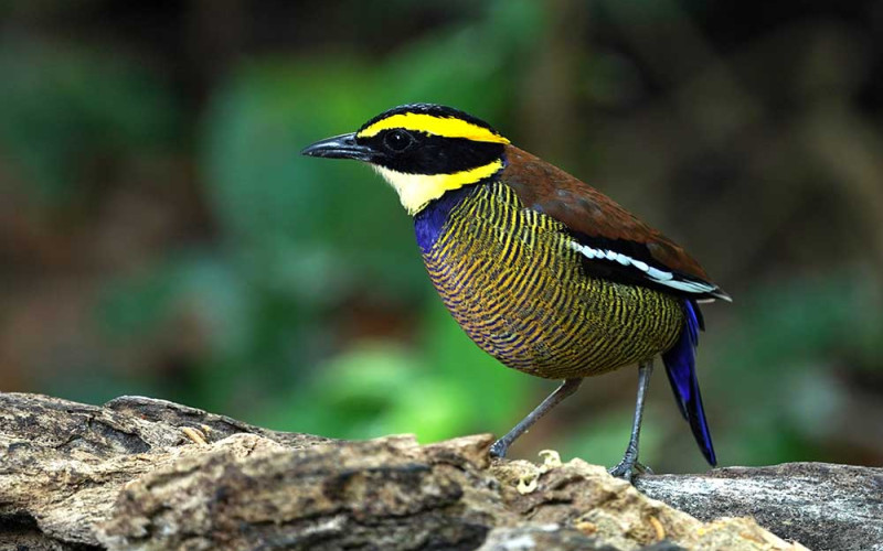 Ratusan Spesies Burung di Indonesia Terancam Punah - Bisnis.com