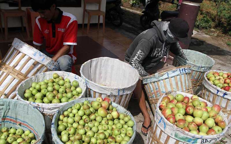 Hasil Panen Apel Malang Anjlok Dari 3 Ton Menjadi 5 Kuintal Dalam ...
